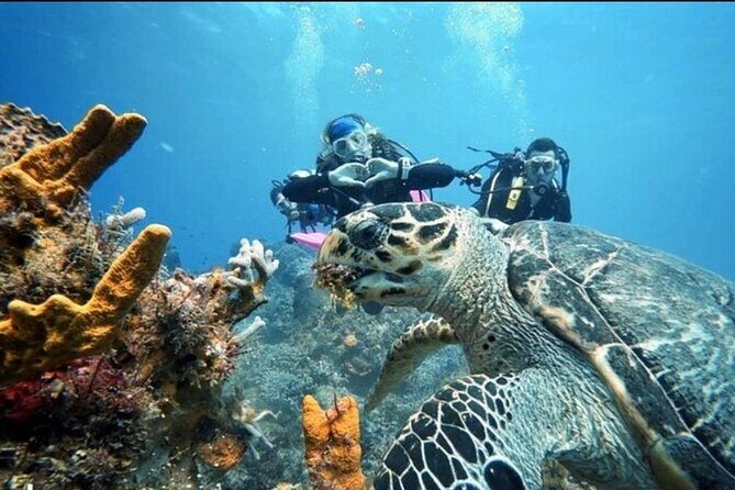 Open Water Diver Course - Who Will Love This Experience?