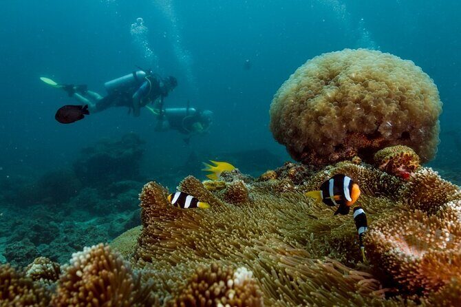 Open Water Diver Course - An In-Depth Look at the Experience