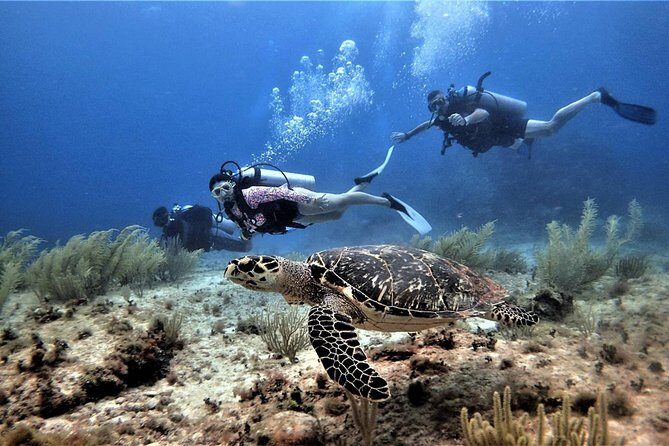 Open Water Diver course PADI in Cancun - Price and Value Analysis