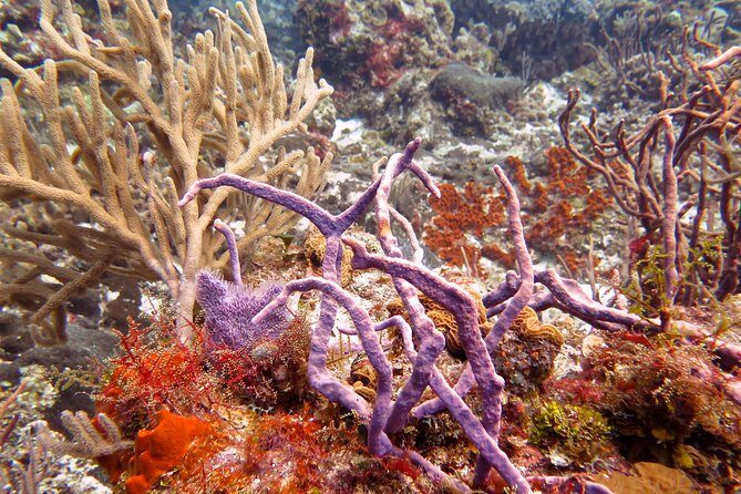 Open Water Diver course PADI in Cancun - Practical Tips for Future Divers