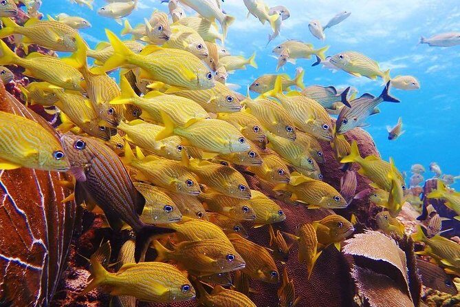 Open Water Diver course PADI in Cancun - FAQ