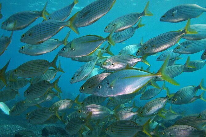 Open Water Diver Course SSI or PADI - Key Points