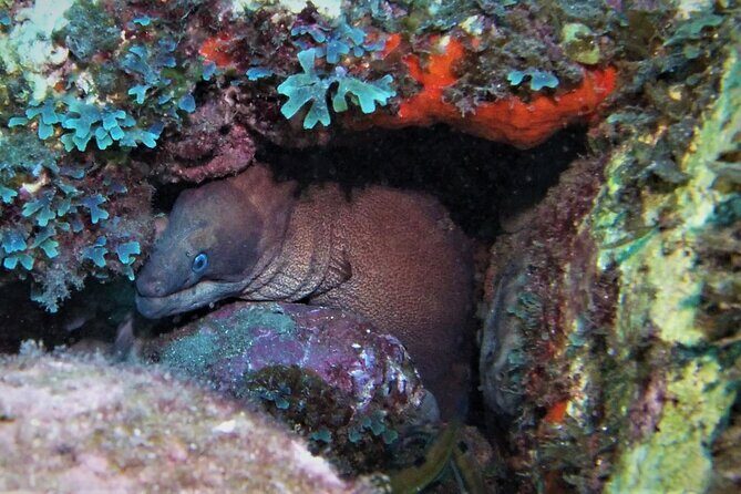 Open Water Diver Course SSI or PADI - An In-Depth Look at the Madeira Open Water Diver Course