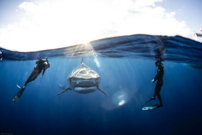 Open Water Shark Dive - Authentic Experiences from Reviewers