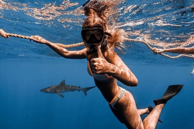 Open Water Shark Dive - Who Should Consider This Tour?