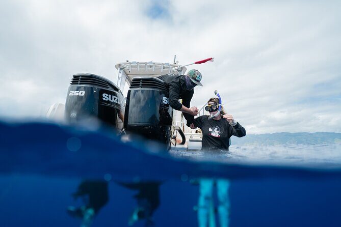 Open Water Shark Dive - The Sum Up: The Ultimate Ocean Encounter