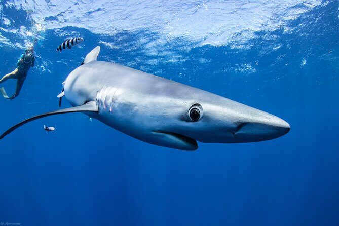 Open Water Shark Dive - FAQ
