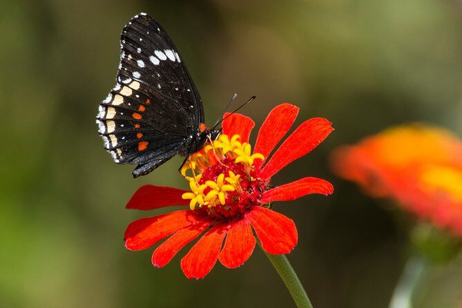 Openwork butterfly garden - The Experience Itself: What to Expect