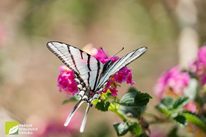 Openwork butterfly garden - A Few Considerations Before Visiting