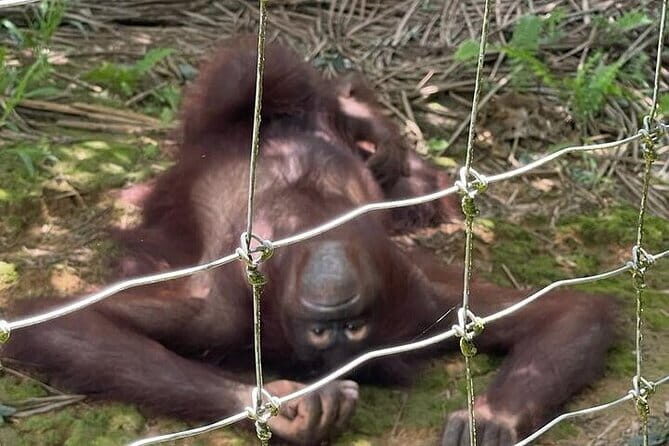 Orang Utan Island and Ipoh Private Day Tour from Kuala Lumpur - Second Stop: Concubine Lane