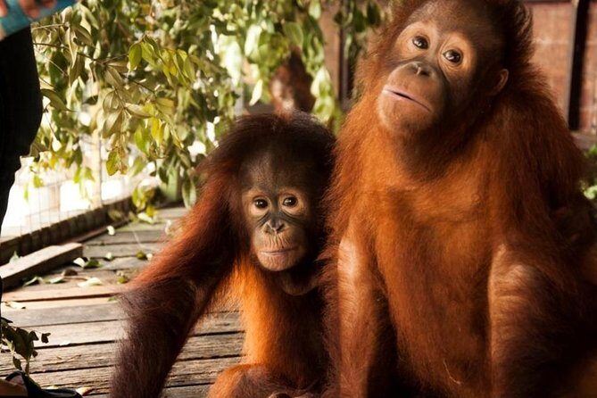 Orang Utan Island and Perak Tong Cave Temple Day Tour from Kuala Lumpur - Final Thoughts: Who Should Book?