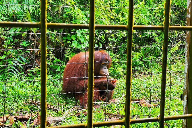 Orang Utan Island Day Tour (Bukit Merah) - Who This Tour Is Best For