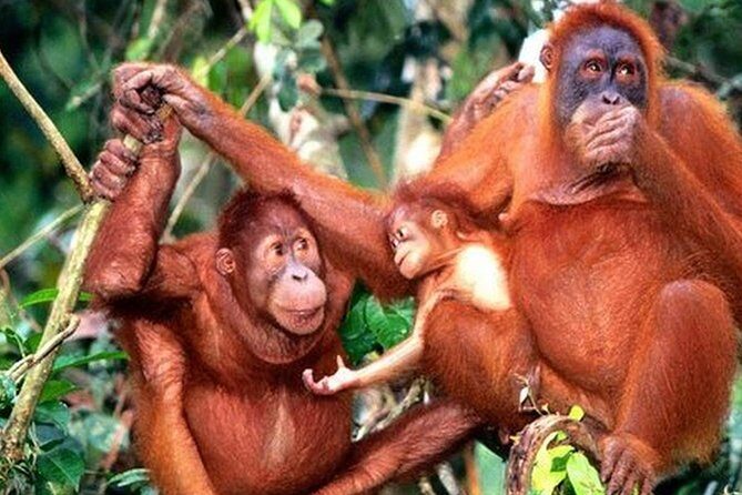 Orang Utan Island Day Tour (Private) - Key Points