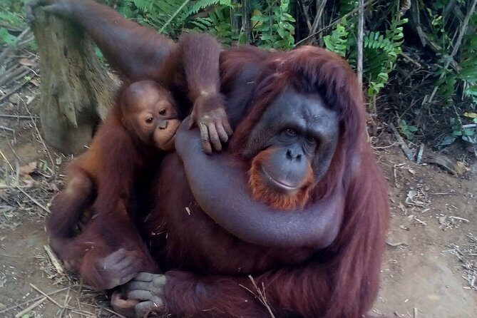 Orang Utan Sanctuary "Man Of The Forest" + Ipoh (Guided Tour) - Key Points