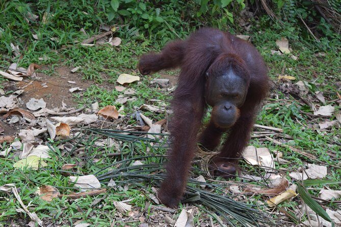 Orang Utan Sanctuary "Man Of The Forest" + Ipoh (Guided Tour) - In-Depth Look at the Experience