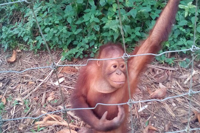 Orang Utan Sanctuary "Man Of The Forest" + Ipoh (Guided Tour) - Who Will Enjoy This Tour?