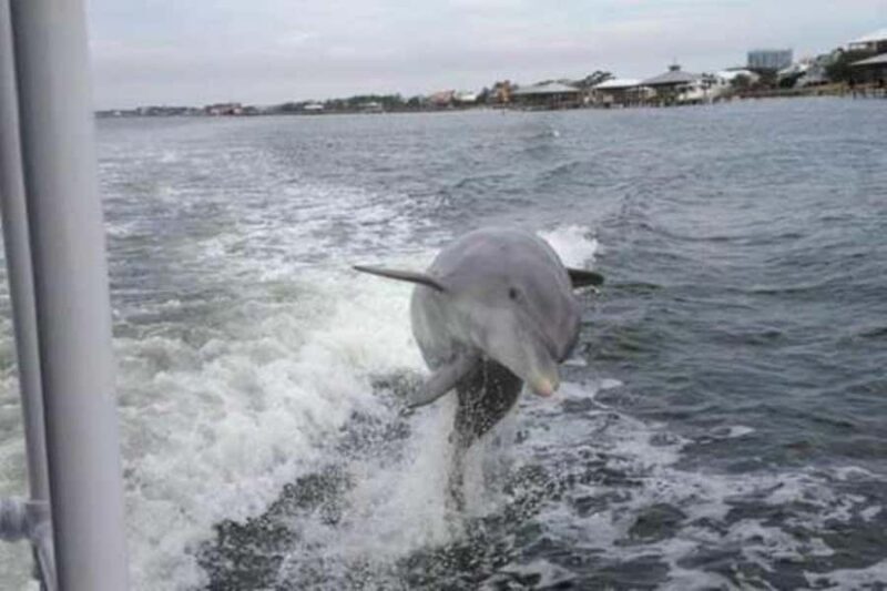Orange Beach: Dolphin Cruise - FAQ