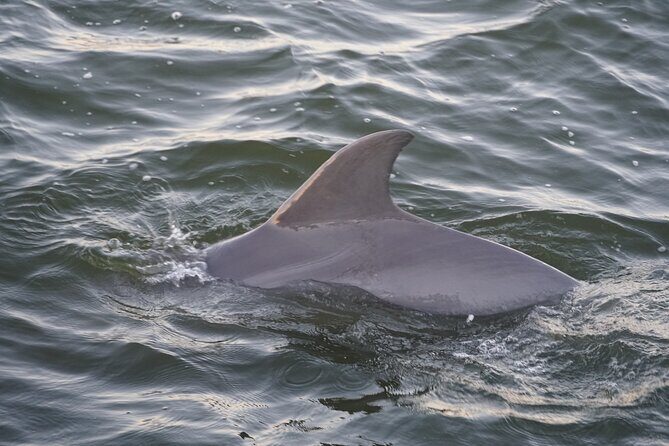 Orange Beach Dolphin Eco Boat Tour - Practical Tips for Your Trip