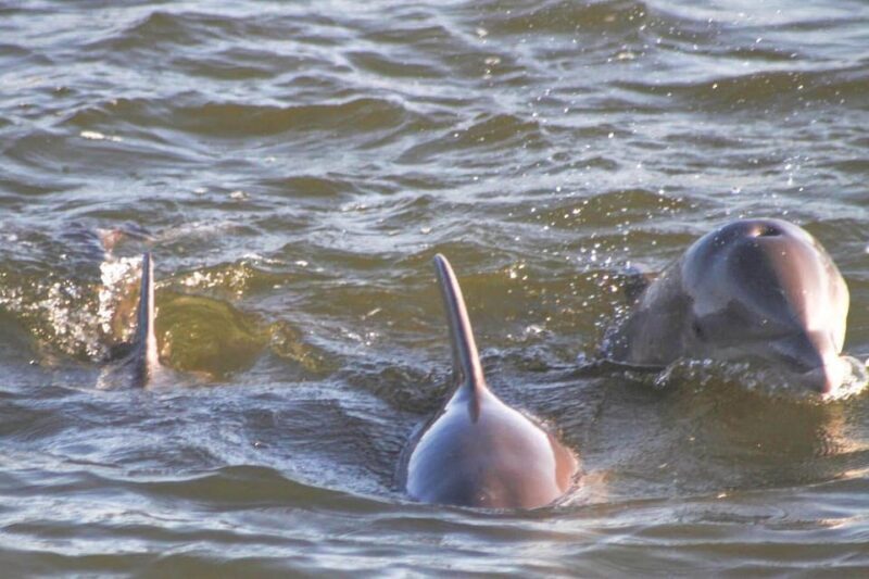 Orange Beach: Dolphin Eco Sunset Cruise aboard The Explorer - Who Should Consider This Tour?