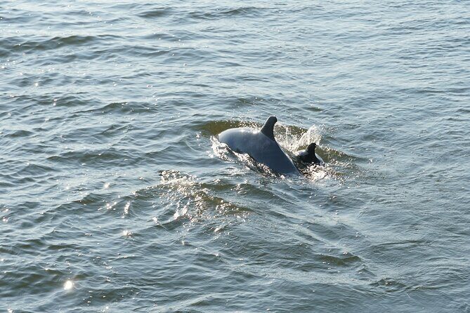 Orange Beach Dolphin Sailing Cruise aboard Catamaran - Duration and Group Size