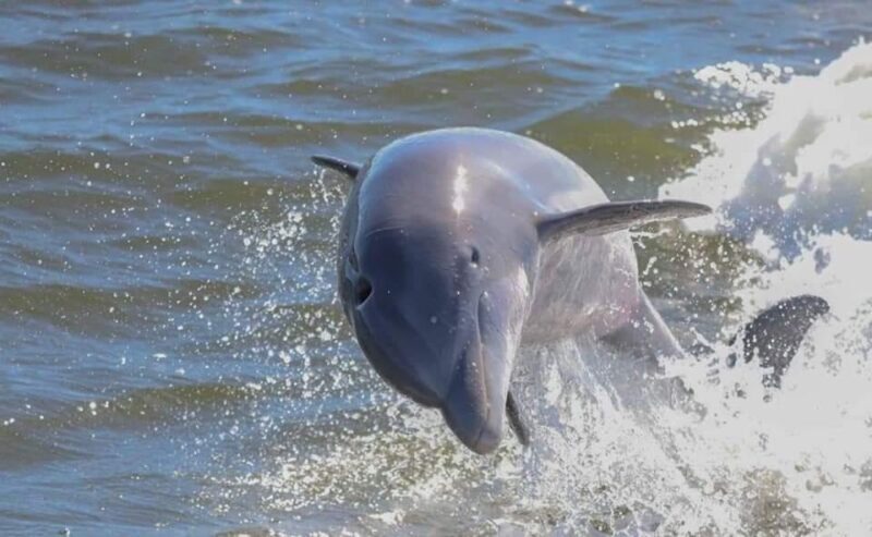 Orange Beach: Dolphin-Watching Eco-Boat Tour - What to Expect from the Dolphin-Watching Eco-Boat Tour
