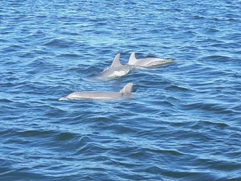Orange Beach: Dolphin-Watching Eco-Boat Tour - The Sum Up