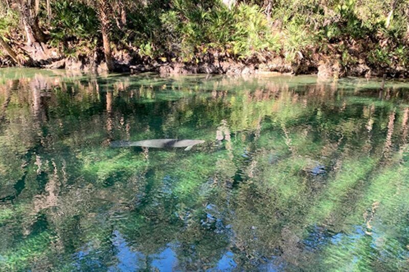 Orange City: Blue Spring State Park SUP & Kayaking Tour - What’s Included & What’s Not