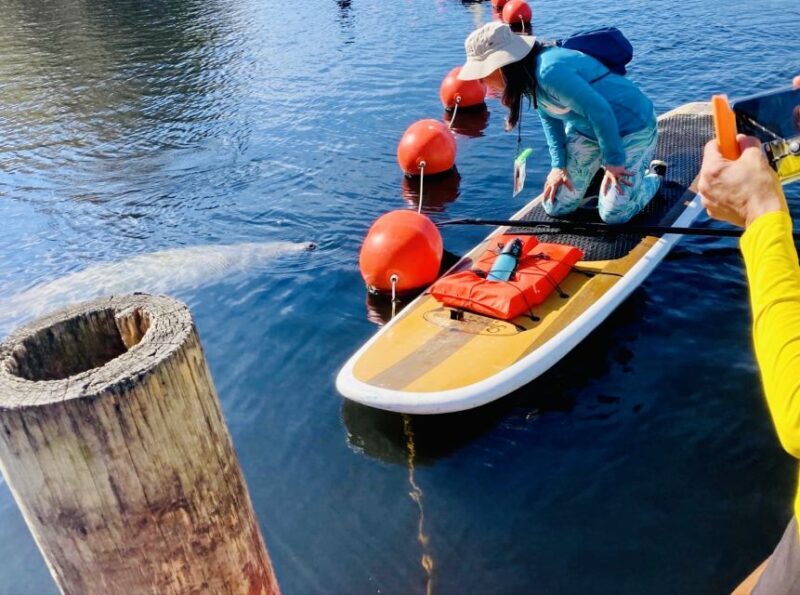 Orange City: Blue Spring State Park SUP & Kayaking Tour - The Sum Up