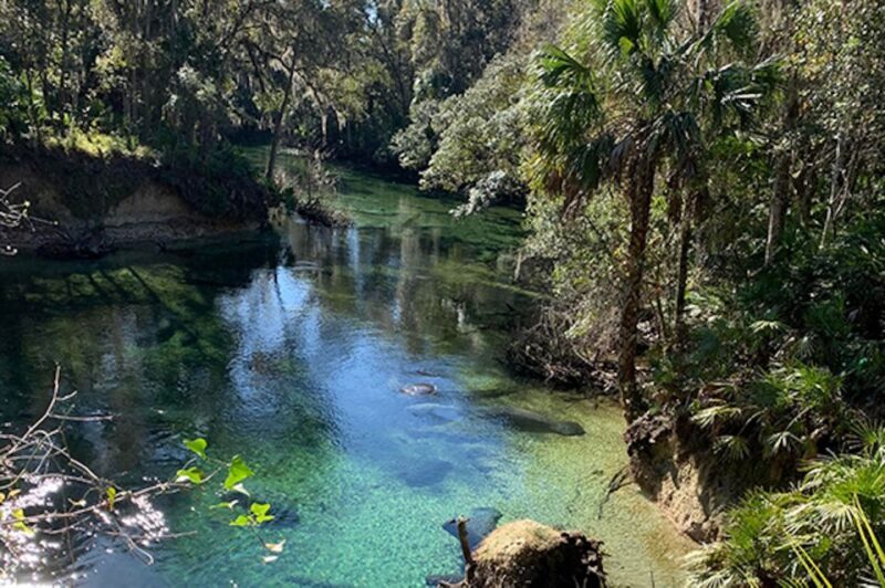 Orange City: Blue Spring State Park SUP & Kayaking Tour - FAQ