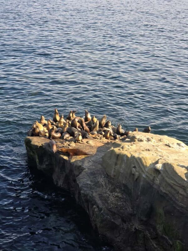 Orange County to San Diego: Guided Day Trip - Authentic Experiences and Traveler Feedback