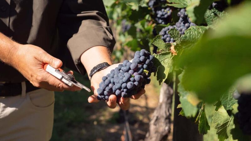 Orange: Explore with Swinging Bridge - Guided Tour & Tasting - An In-Depth look at Swinging Bridge’s Guided Tour and Tasting