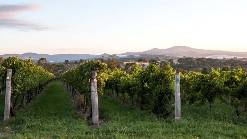 Orange: Explore with Swinging Bridge - Guided Tour & Tasting - Final Thoughts: Why its Worth Your Time