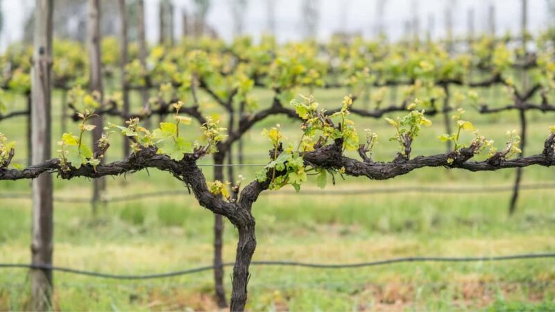 Orange: Indulge with Swinging Bridge - 5-Course Lunch & Tour - FAQs