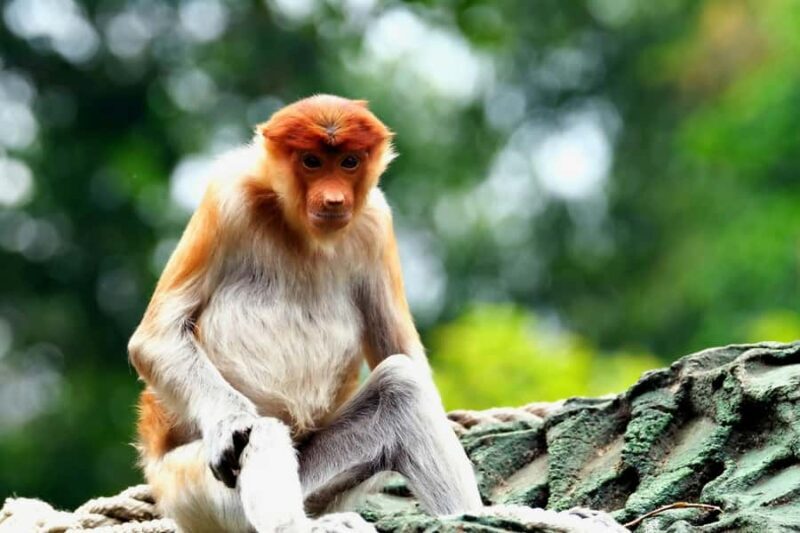 OrangUtan Borneo Pangkalan Bun 3Days Jungle Cruise Adventure - Key Points