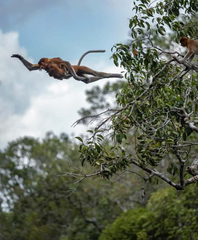 OrangUtan Borneo Pangkalan Bun 3Days Jungle Cruise Adventure - An Authentic Borneo Jungle Adventure