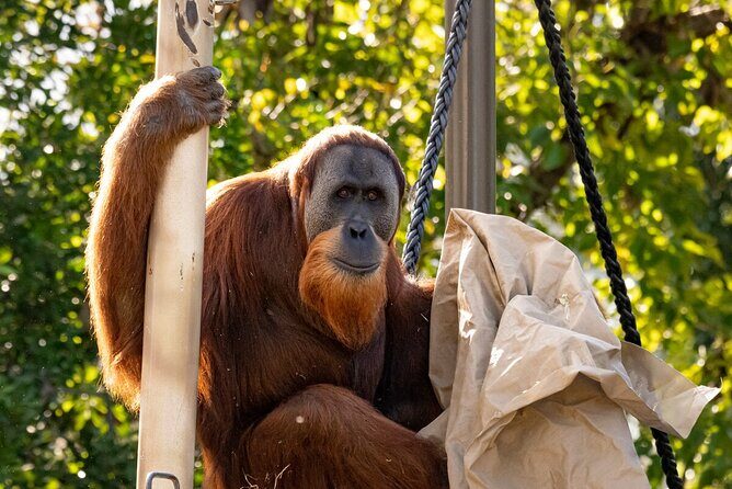 Orangutan Experience at Melbourne Zoo - excl. entry - Additional Details and Practicalities