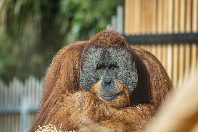 Orangutan Experience at Melbourne Zoo - excl. entry - Frequently Asked Questions