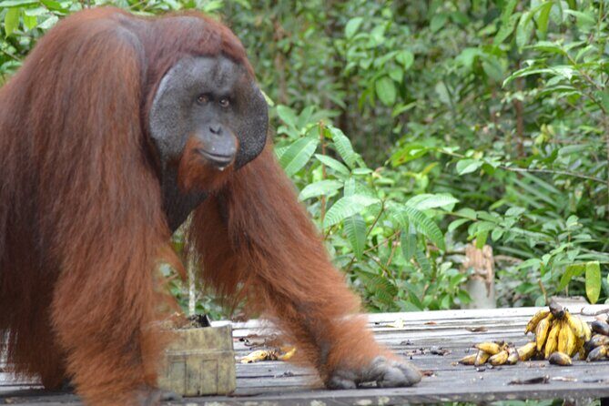 Orangutan Houseboat Kelotok Tanjung Puting 3 Days Share Cost - What Makes This Tour a Solid Choice?