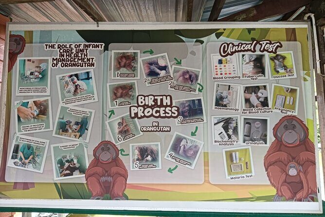 Orangutan Island, A Responsible Wildlife Sanctuary Experience - Final Thoughts: Who Will Love This Tour?