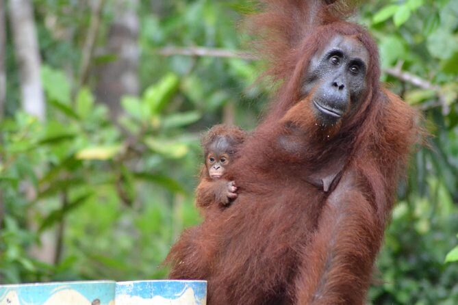 Orangutan Tanjung Puting Day Trip - An In-Depth Look at the Orangutan Tanjung Puting Day Trip