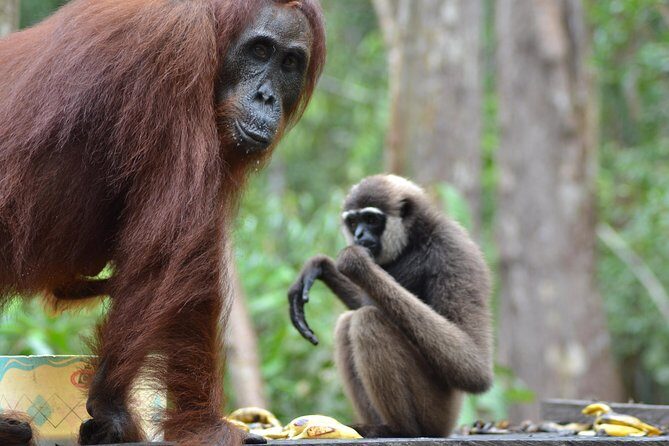 Orangutan Tanjung Puting Day Trip - Final Thoughts
