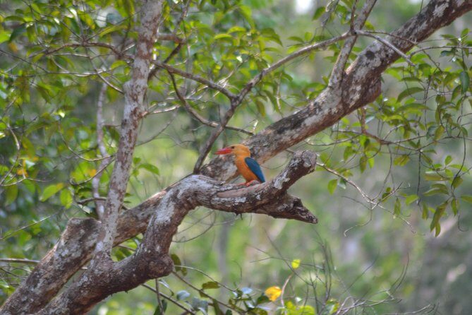 Orangutan Tanjung Puting Day Trip - In The Sum Up
