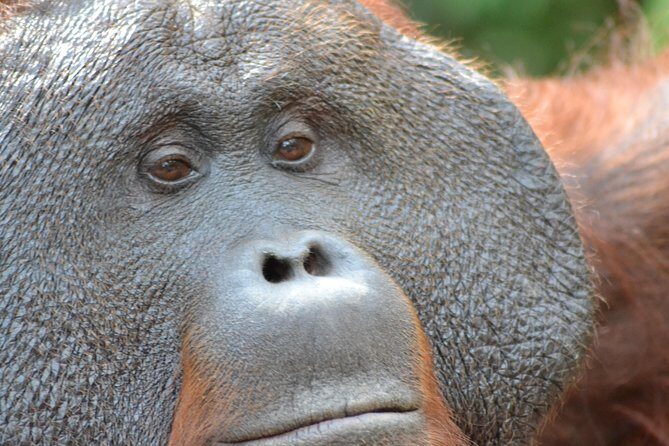 Orangutan Tanjung Puting Wildlife Trail & Arut River 5 Days - Key Points