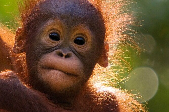 Orangutan Tour Tanjung Puting 3D2N - What’s Included (and What’s Not)
