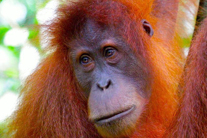 ORANGUTAN TREK (2D/1N) by EcoTravel Bukit Lawang - Key Points
