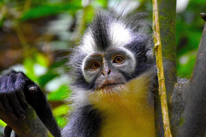 ORANGUTAN TREK (2D/1N) by EcoTravel Bukit Lawang - Final Thoughts: Who Will Love This Tour?