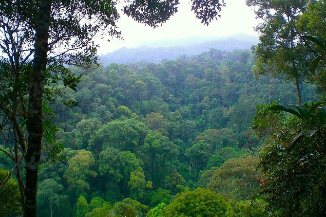 ORANGUTAN TREK (2D/1N) by EcoTravel Bukit Lawang - Final Words