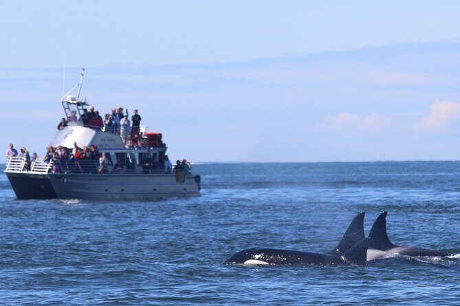 Orca whale tour from Orcas Island - In-Depth Look at the Orca Whale Tour Experience