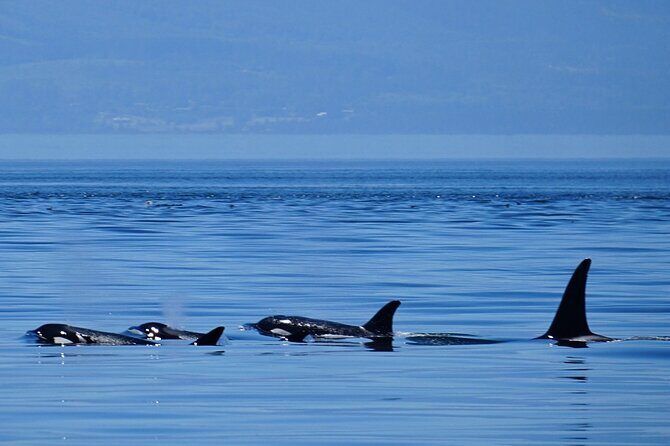 Orca whale tour near Seattle - What the Tour Offers