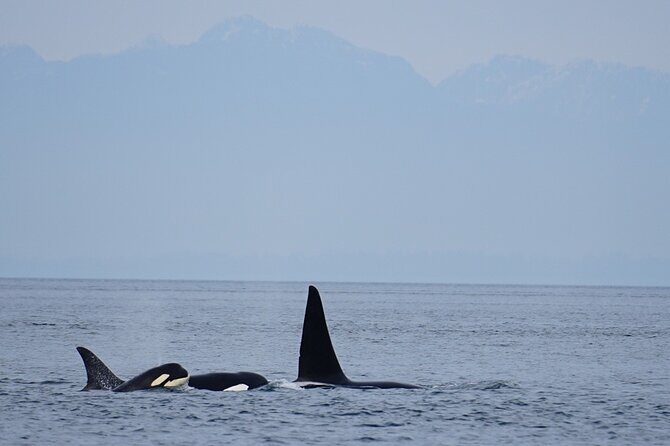 Orca whale tour near Seattle - What Makes This Tour Special?